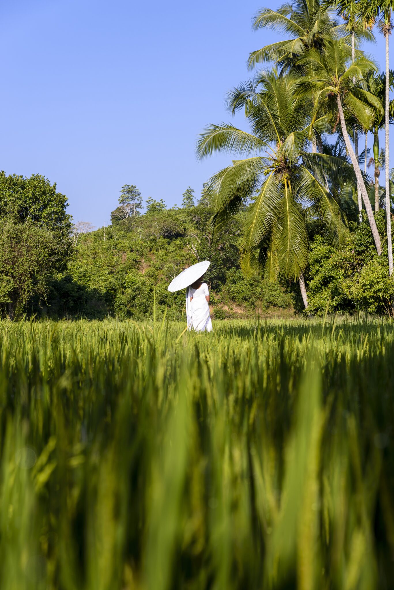 Amangalla - Galle - Tempo da Delicadeza