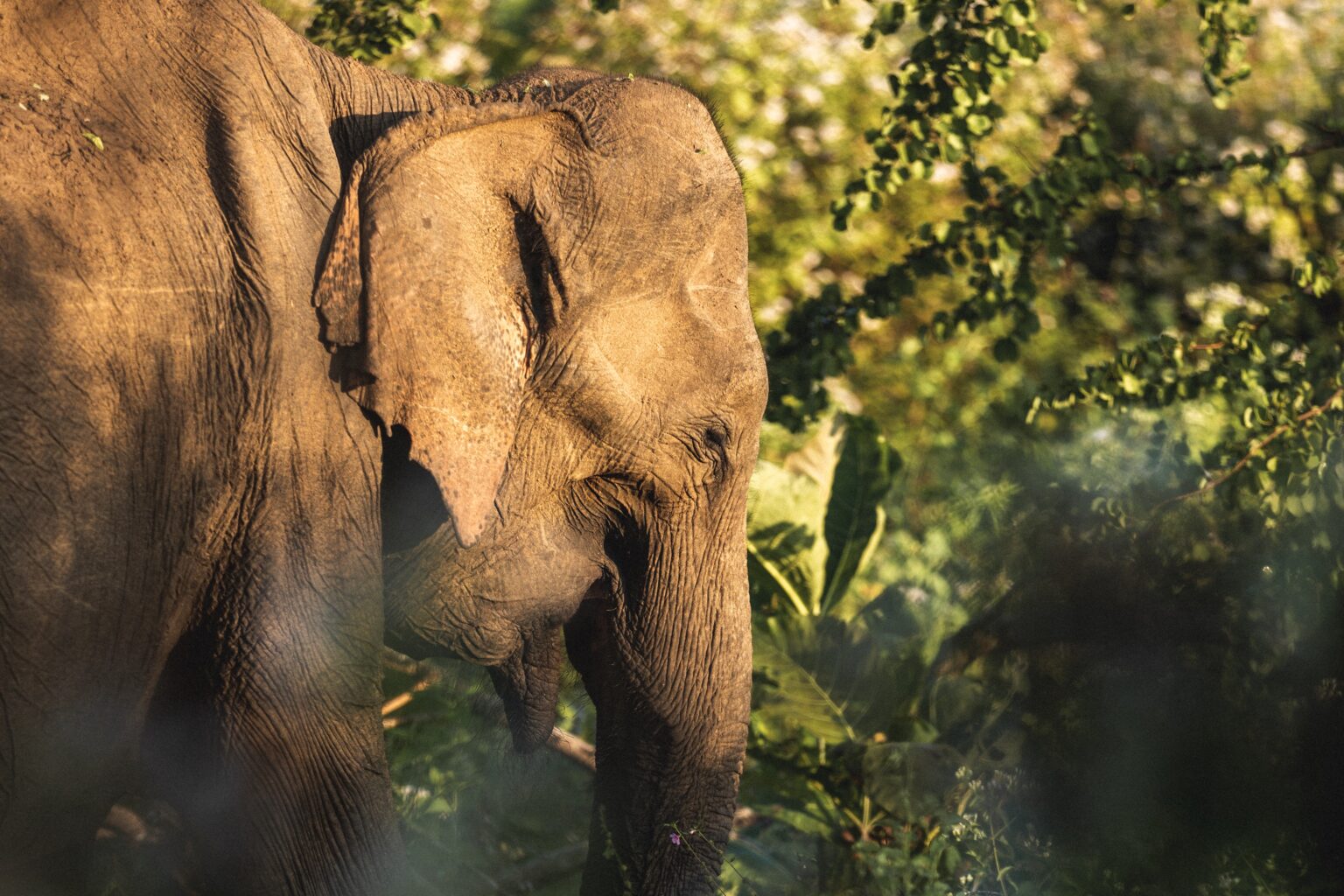 Amanwella – Tangalle - Tempo da Delicadeza